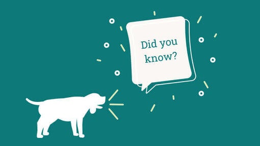 Pomeranian Dog Breed Information | Purina